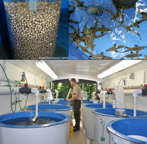 There and back again: A sturgeon's tale - Restore America's Estuaries