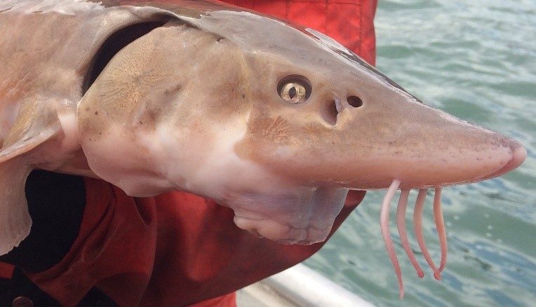 There and back again: A sturgeon's tale ~ Restore America's Estuaries