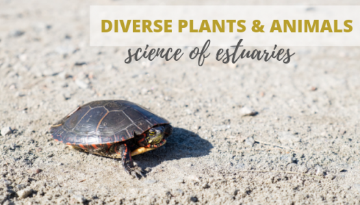 Estuary Science - Restore America's Estuaries