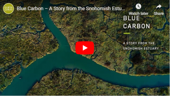 Blue carbon: Behind the scenes - Restore America's Estuaries