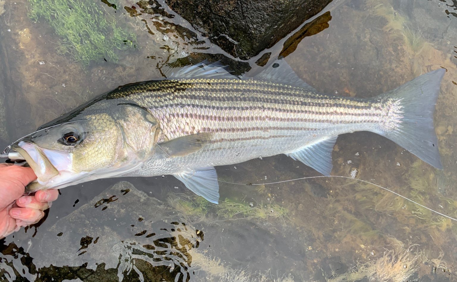 Habitat helps fish, protects communities, and improves coastal ...