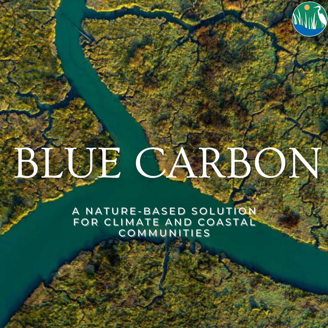 Blue Carbon - A nature based solution for climate and coastal ...