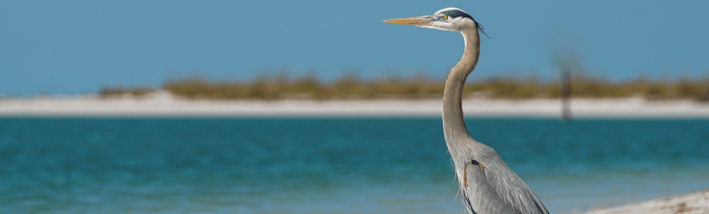 Estuary Science ~ What is an Estuary? ~ Restore America's Estuaries
