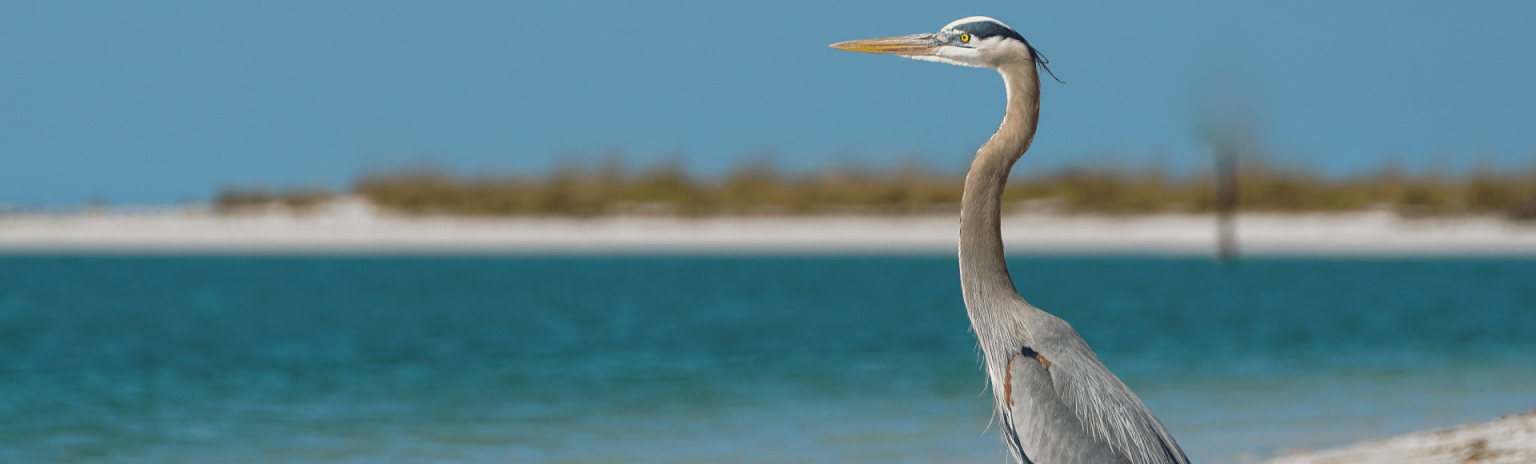 Estuary Science ~ What is an Estuary? ~ Restore America's Estuaries
