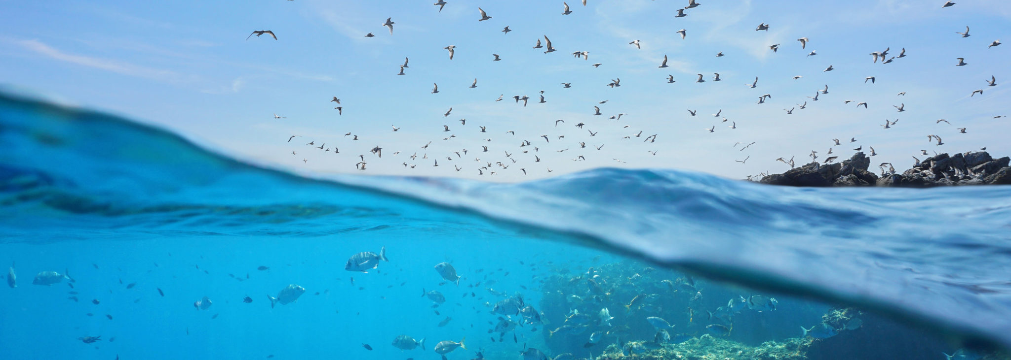 Why are estuaries important? ~ Restore America's Estuaries