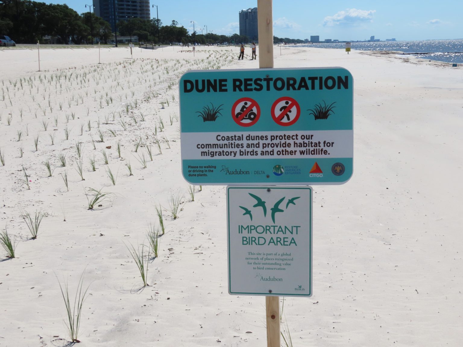Least tern habitat plantings in Mississippi ~ Restore America's Estuaries