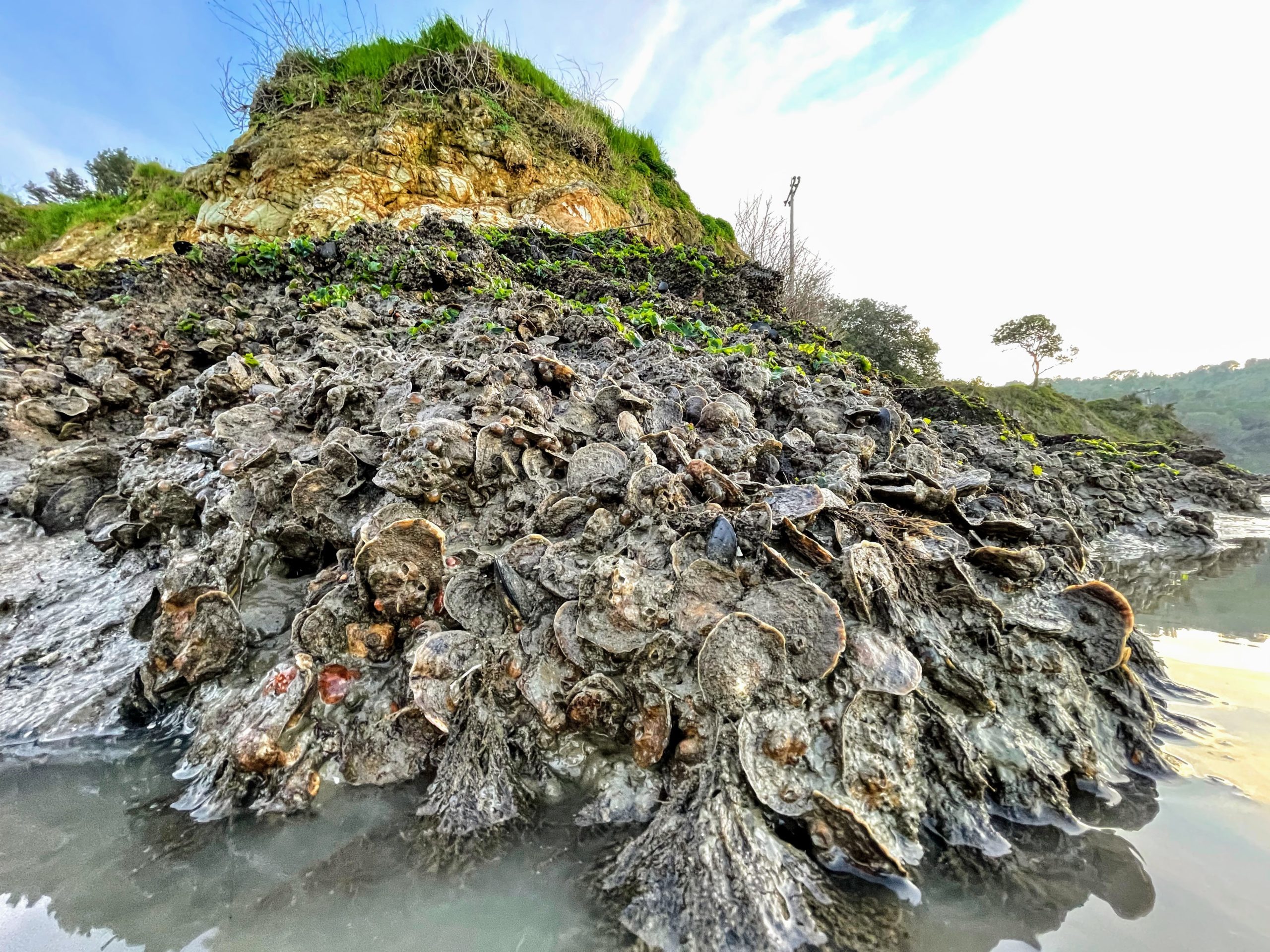 The Importance of Living Shorelines for Coastal Cities in the U.S.