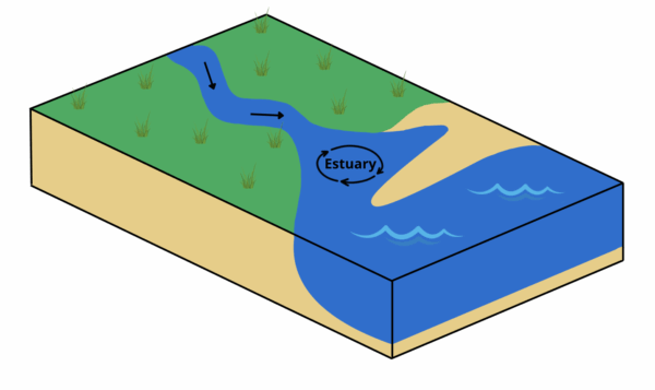 Estuary Science ~ What is an Estuary? ~ Restore America's Estuaries