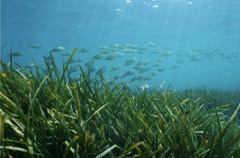 Estuary Science ~ What is an Estuary? ~ Restore America's Estuaries