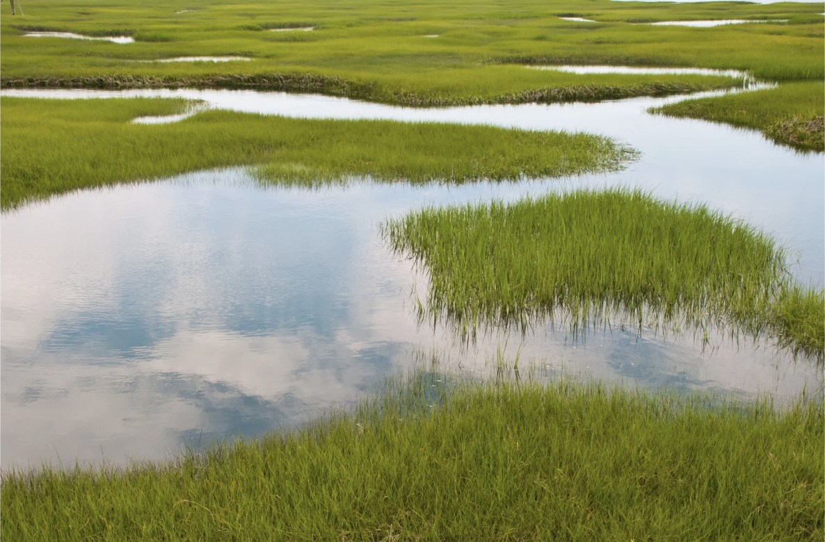 Estuary Science ~ What is an Estuary? ~ Restore America's Estuaries