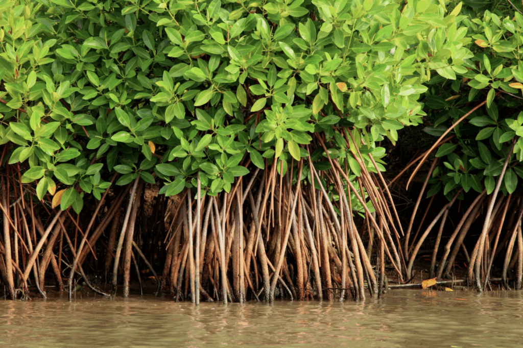 Estuary Science ~ What is an Estuary? ~ Restore America's Estuaries