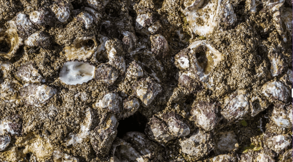 Estuary Science ~ What is an Estuary? ~ Restore America's Estuaries