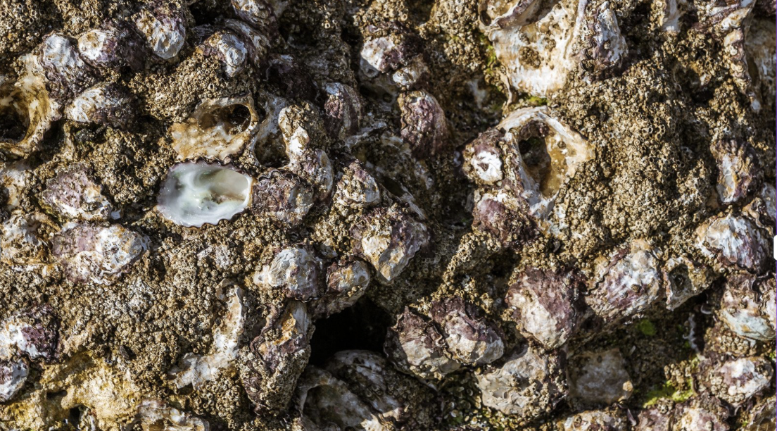 Estuary Science ~ What is an Estuary? ~ Restore America's Estuaries